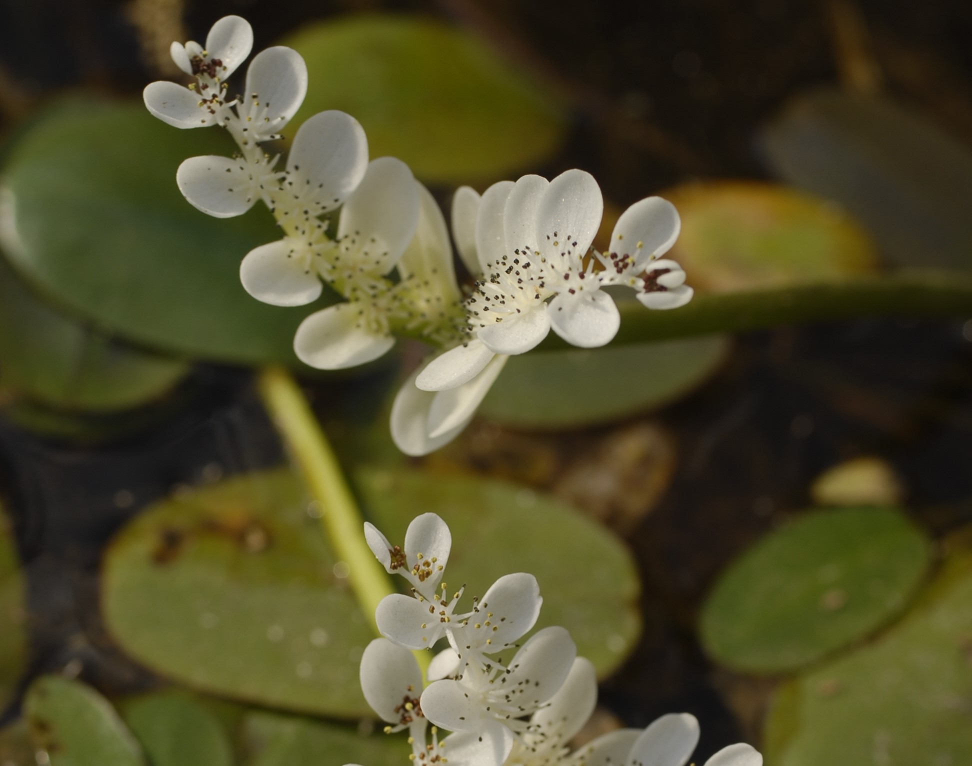 Aponogeton distachyos Waterblommetjie; Wateruintjies Cape Pondweed