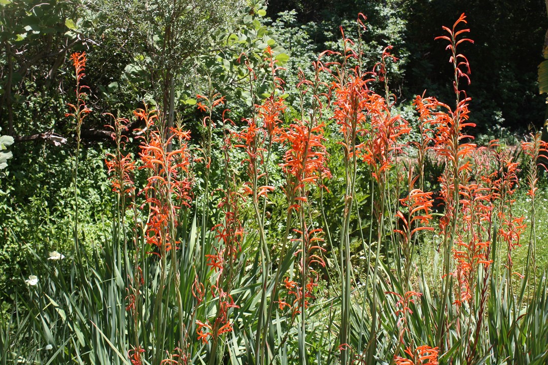 Watsonia angusta River Watsonia Rooikanolpypie
