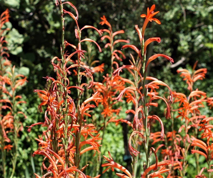Watsonia angusta River Watsonia Rooikanolpypie