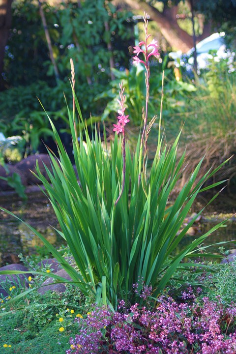 Watsonia borbonica Hybrids