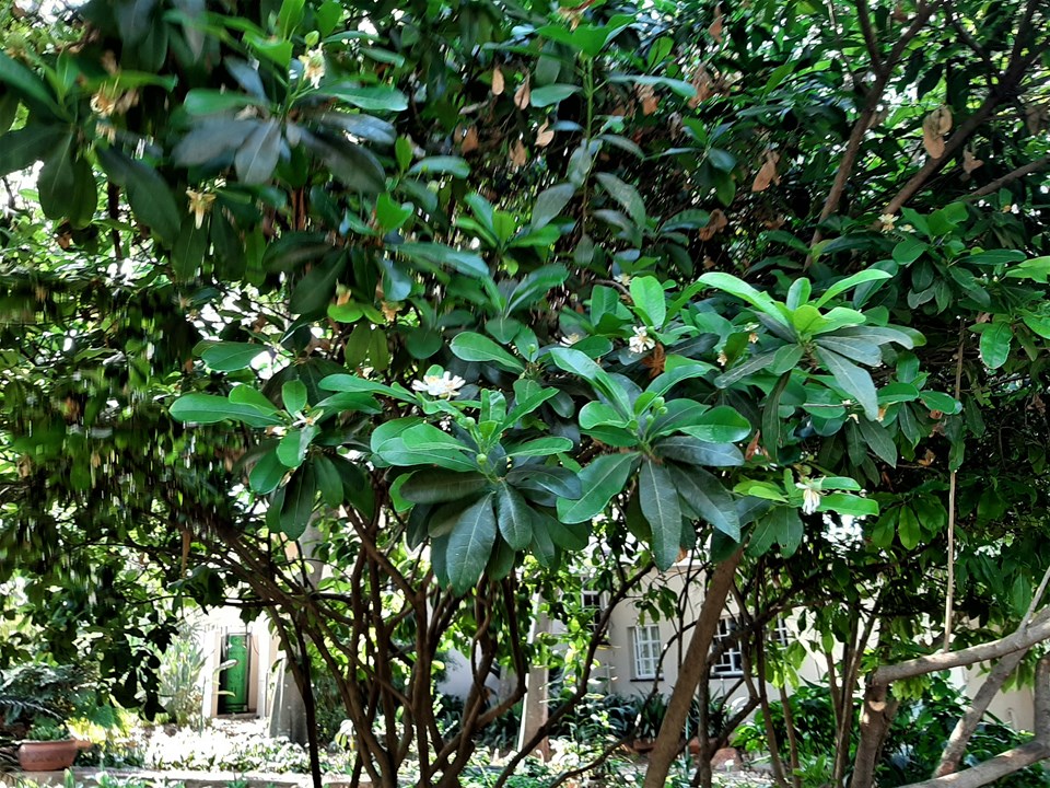 Xylotheca kraussiana African dog rose Afrikaanse hondsroos umbalekani ...