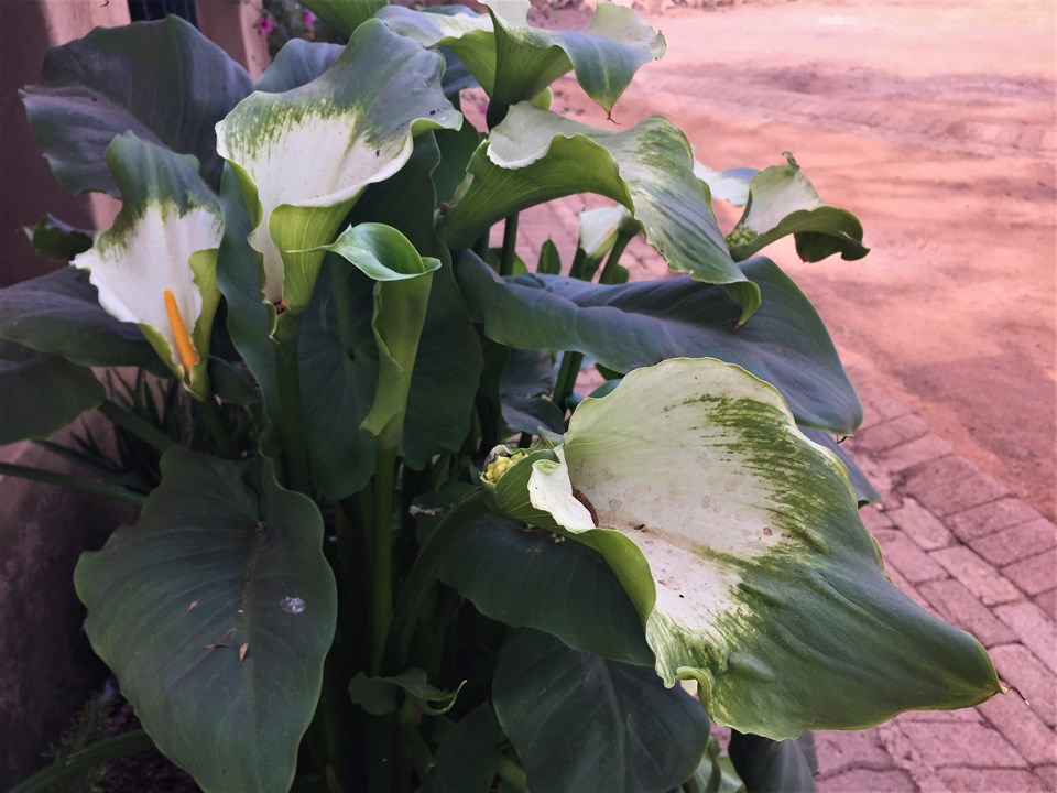 Zantedeschia aethiopica Green Goddess Green Arum
