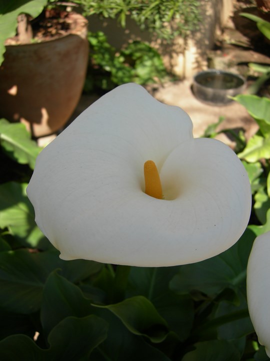 Zantedeschia aethiopica White Calla Lily wit varkoor intebe ihlukwe ...