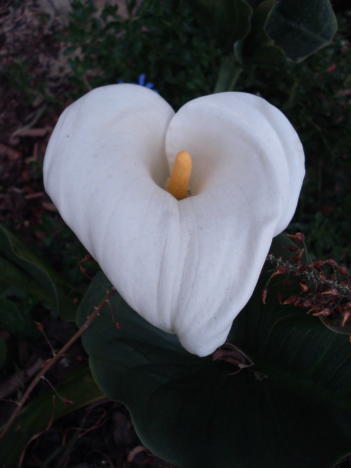 Zantedeschia aethiopica White Calla Lily wit varkoor intebe ihlukwe ...