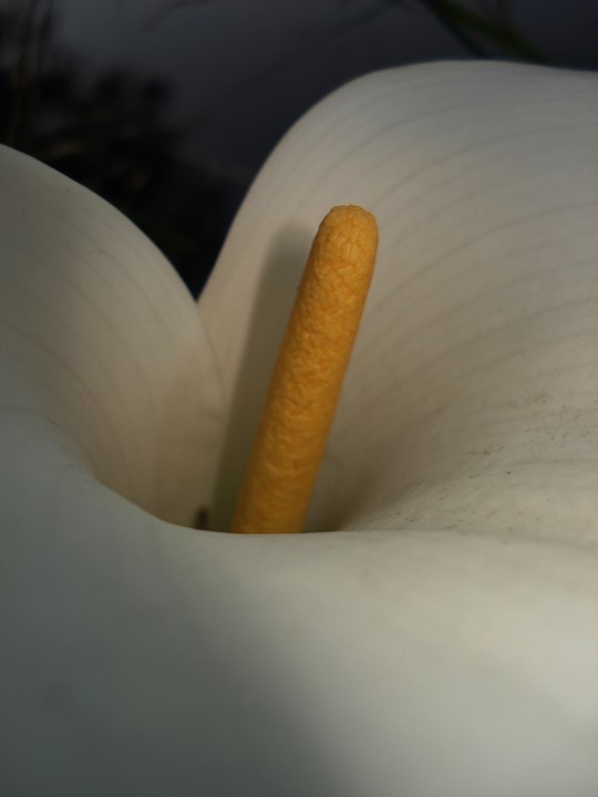 Zantedeschia aethiopica White Calla Lily wit varkoor intebe ihlukwe ...