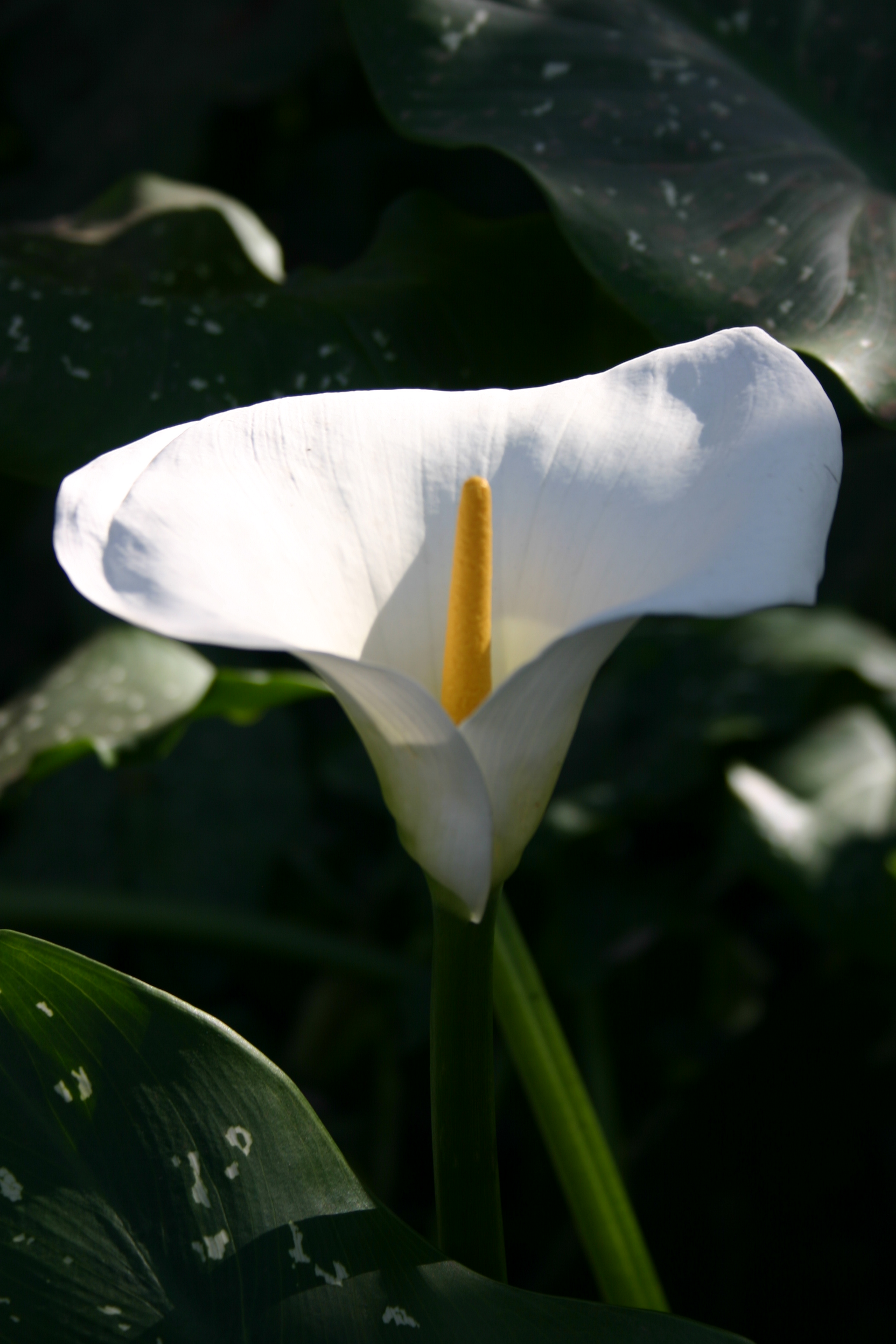 Zantedeschia aethiopica White Calla Lily wit varkoor intebe ihlukwe ...