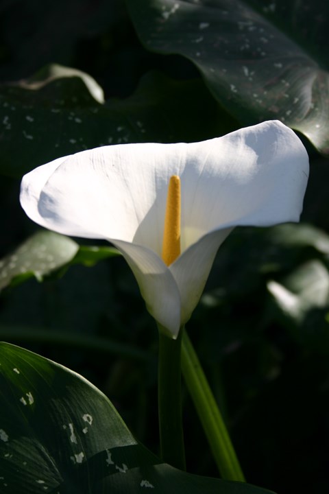 Zantedeschia aethiopica White Calla Lily wit varkoor intebe ihlukwe ...