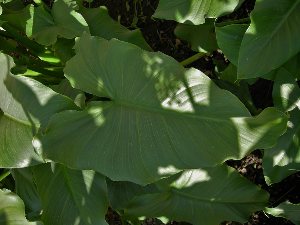 Zantedeschia aethiopica White Calla Lily wit varkoor intebe ihlukwe ...