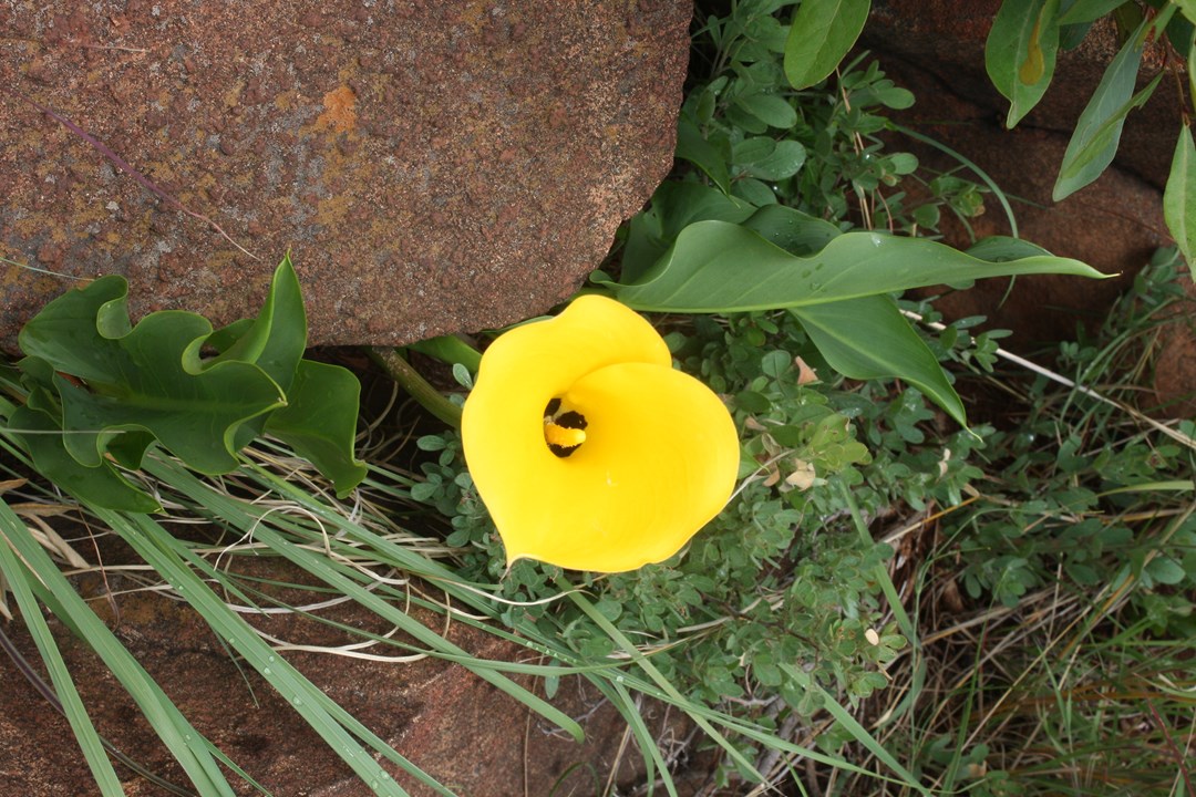Zantedeschia pentlandii Yellow or Golden Arum Lily