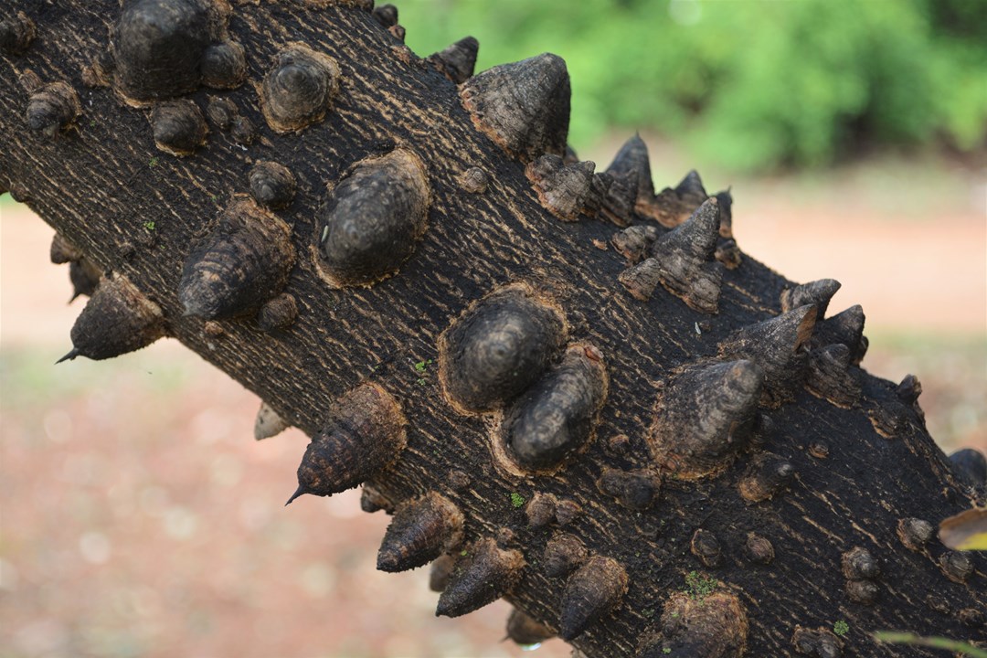 Zanthoxylum capense Kleinperdepram Small Knobwood umLungumabele ...