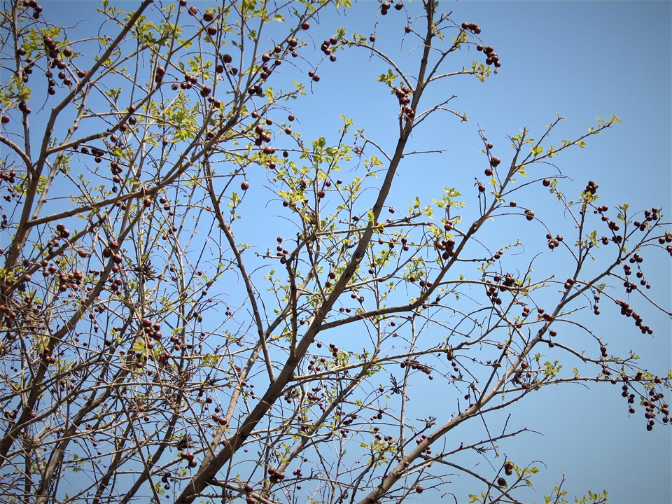 Ziziphus mucronata Buffalo Thorn Blinkblaar-Wag-‘n-Bietjie Mutshetshete ...