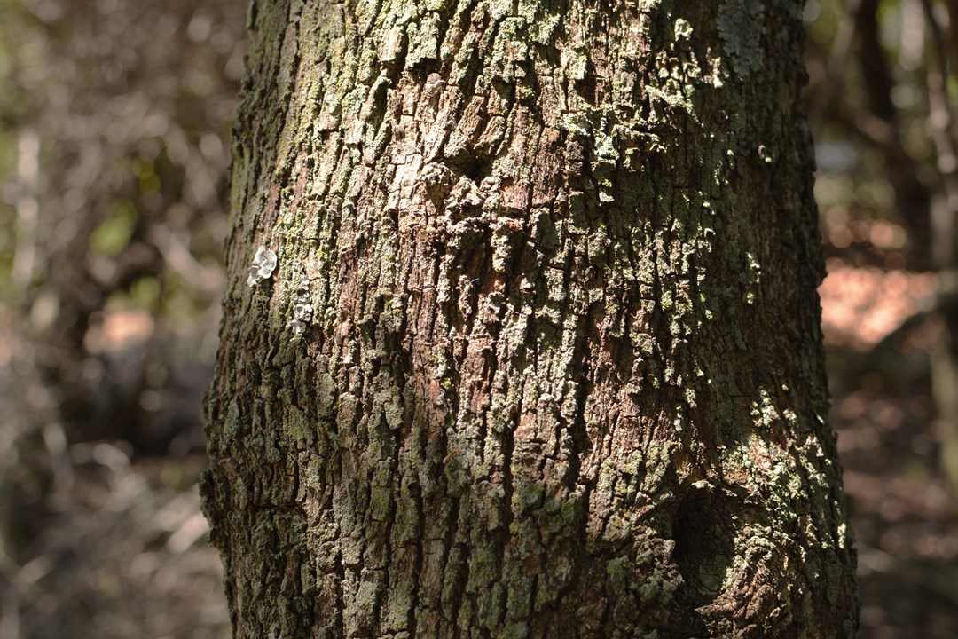 Ziziphus mucronata Buffalo Thorn Blinkblaar-Wag-‘n-Bietjie Mutshetshete ...
