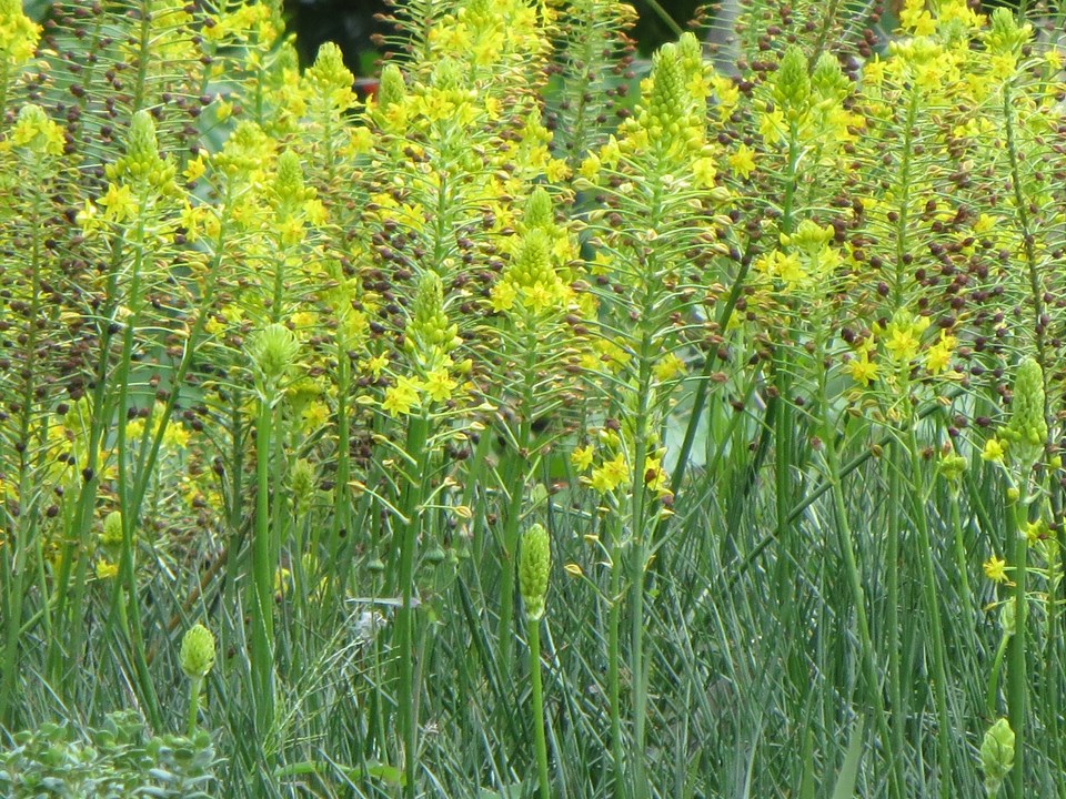 Bulbine abyssinica Bushy Bulbine Wildekopieva, geelkatstert Moetsa ...