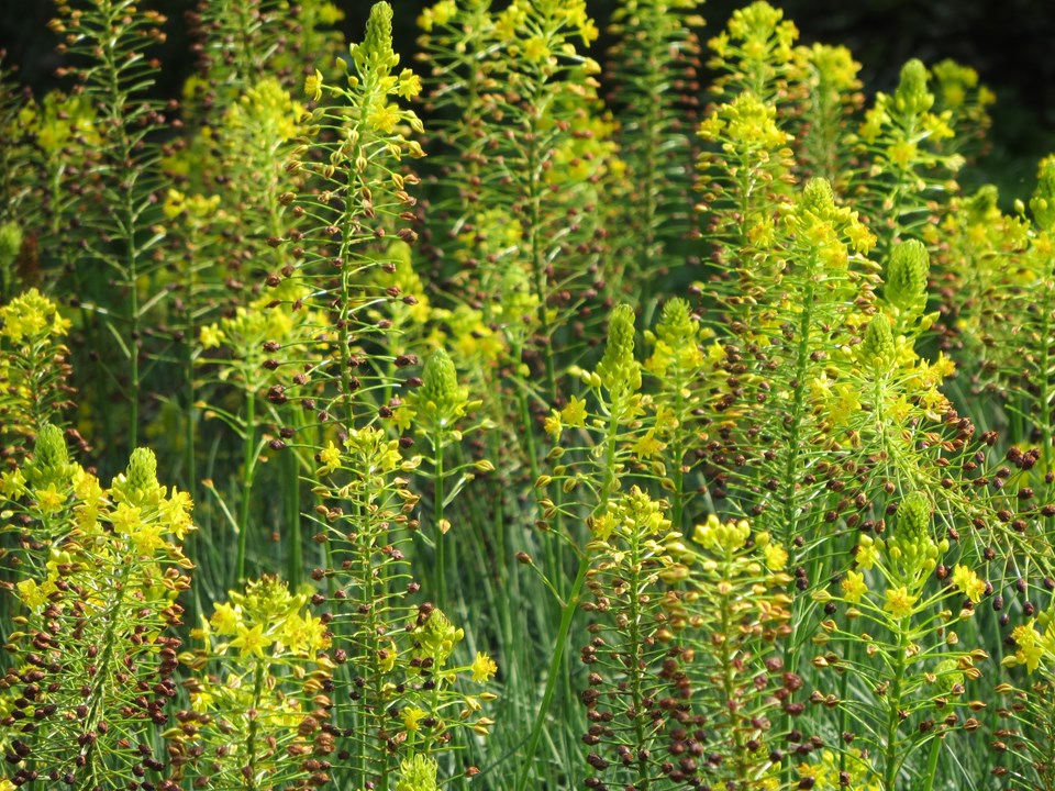 Bulbine abyssinica Bushy Bulbine Wildekopieva, geelkatstert Moetsa ...