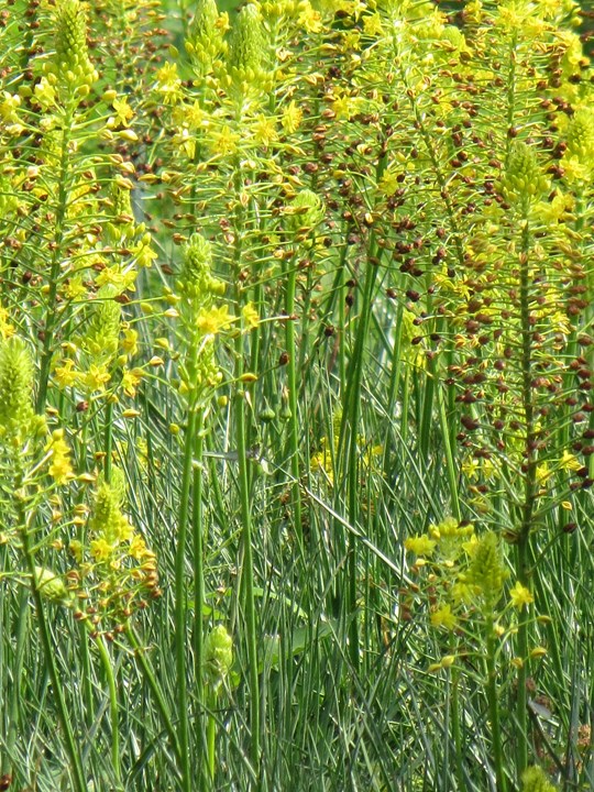 Bulbine abyssinica Bushy Bulbine Wildekopieva, geelkatstert Moetsa ...