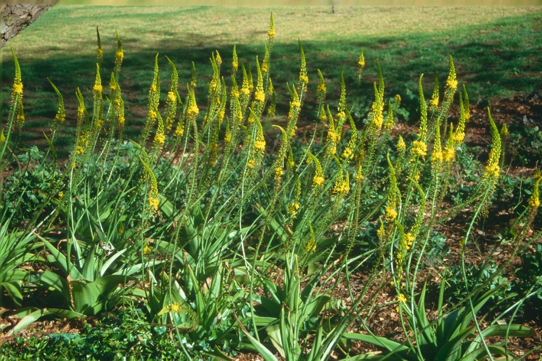 Bulbine natalensis Wildekopieva Broad-leaved Bulbine khomo-ea-balisa