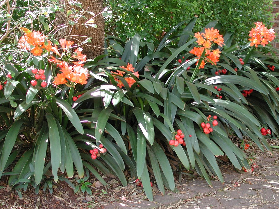 Clivia miniata Bush Lily Boslelie ubuhlungu beyma umayima