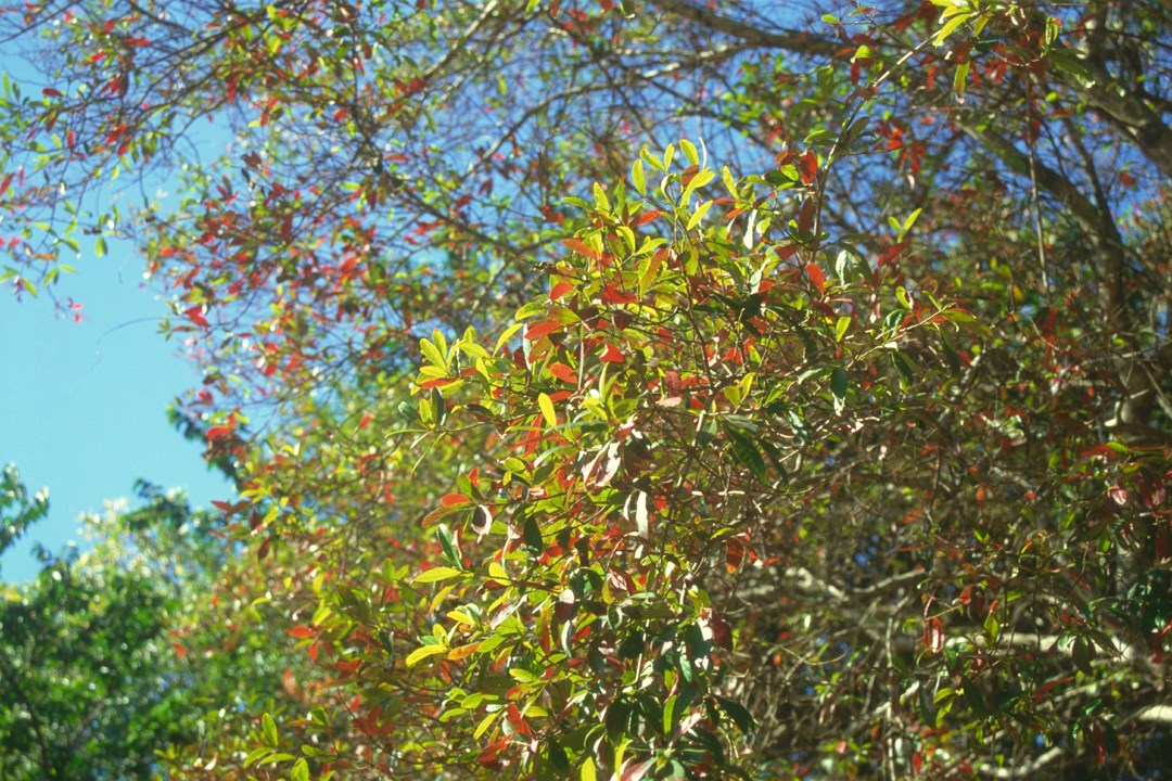 Combretum krausii Forest Bushwillow Bosvaderslandwilg umdubuwehlathi