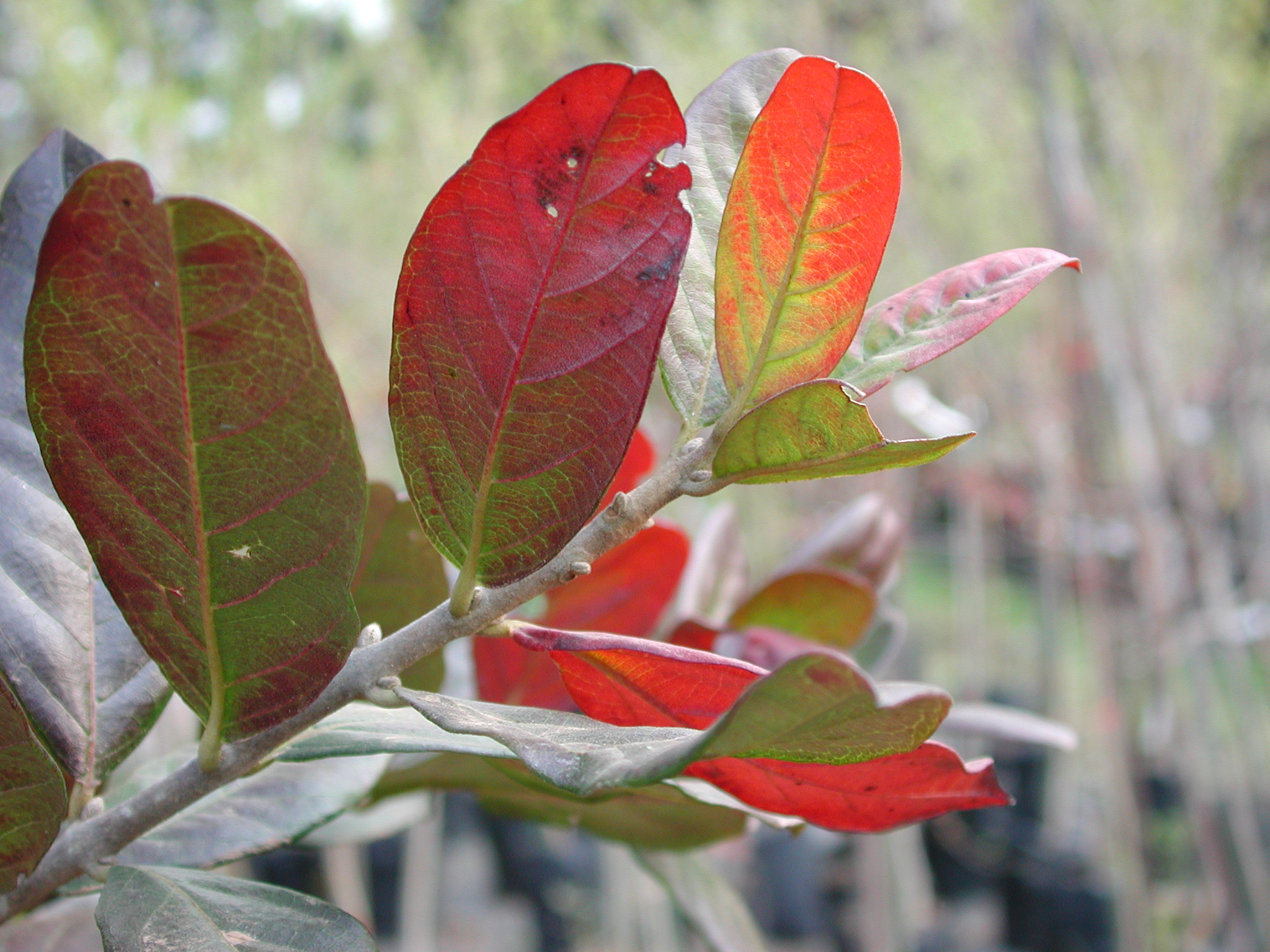 Combretum krausii Forest Bushwillow Bosvaderslandwilg umdubuwehlathi