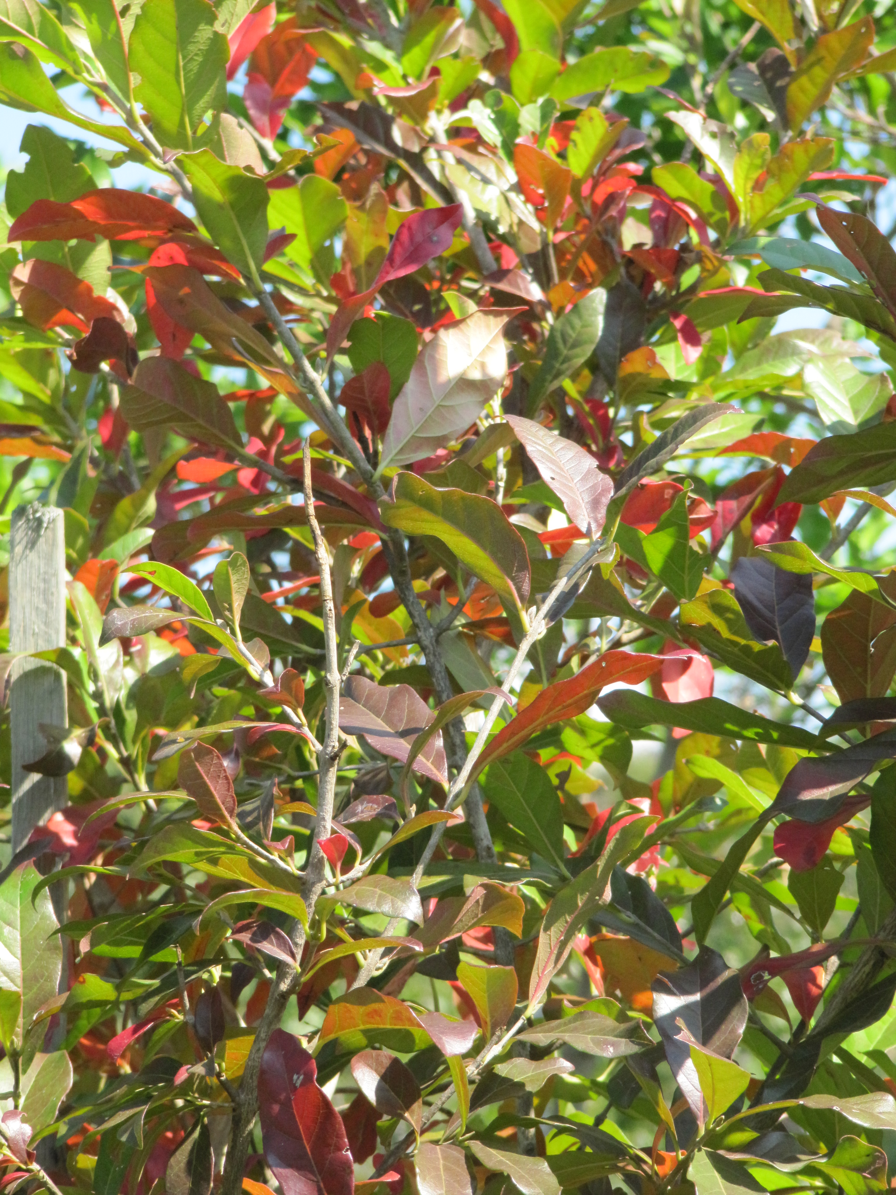 Combretum krausii Forest Bushwillow Bosvaderslandwilg umdubuwehlathi