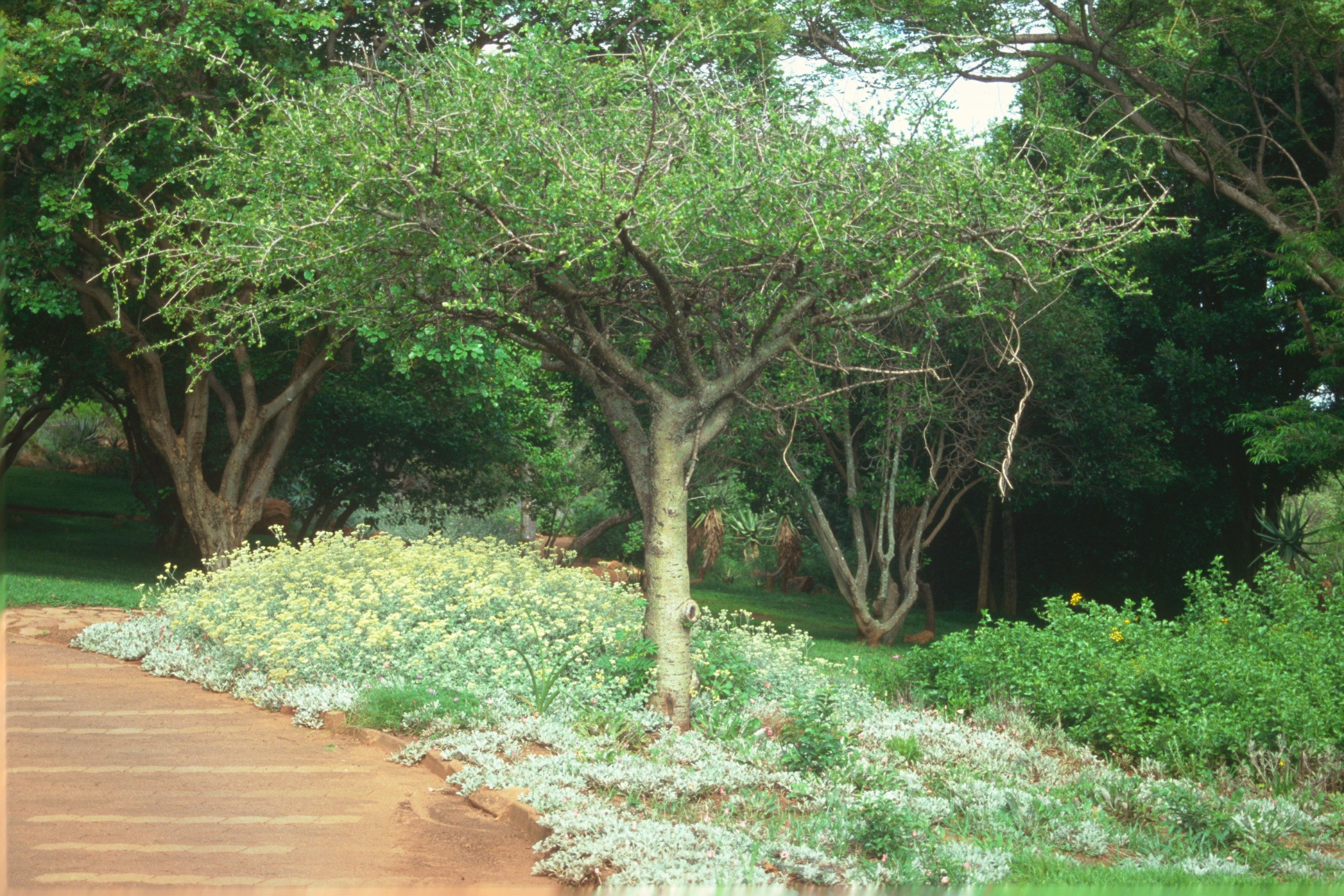 Commiphora pyracanthoides corkwood, commiphora kanniedood