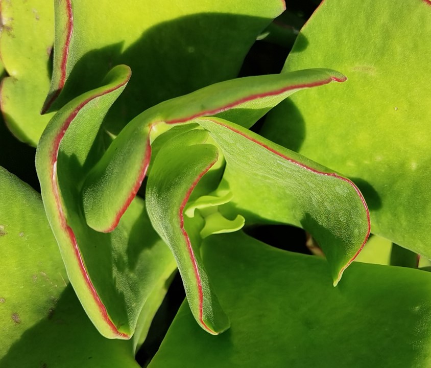 Cotyledon orbiculata Pigs Ear Pig’s Ear Varkore