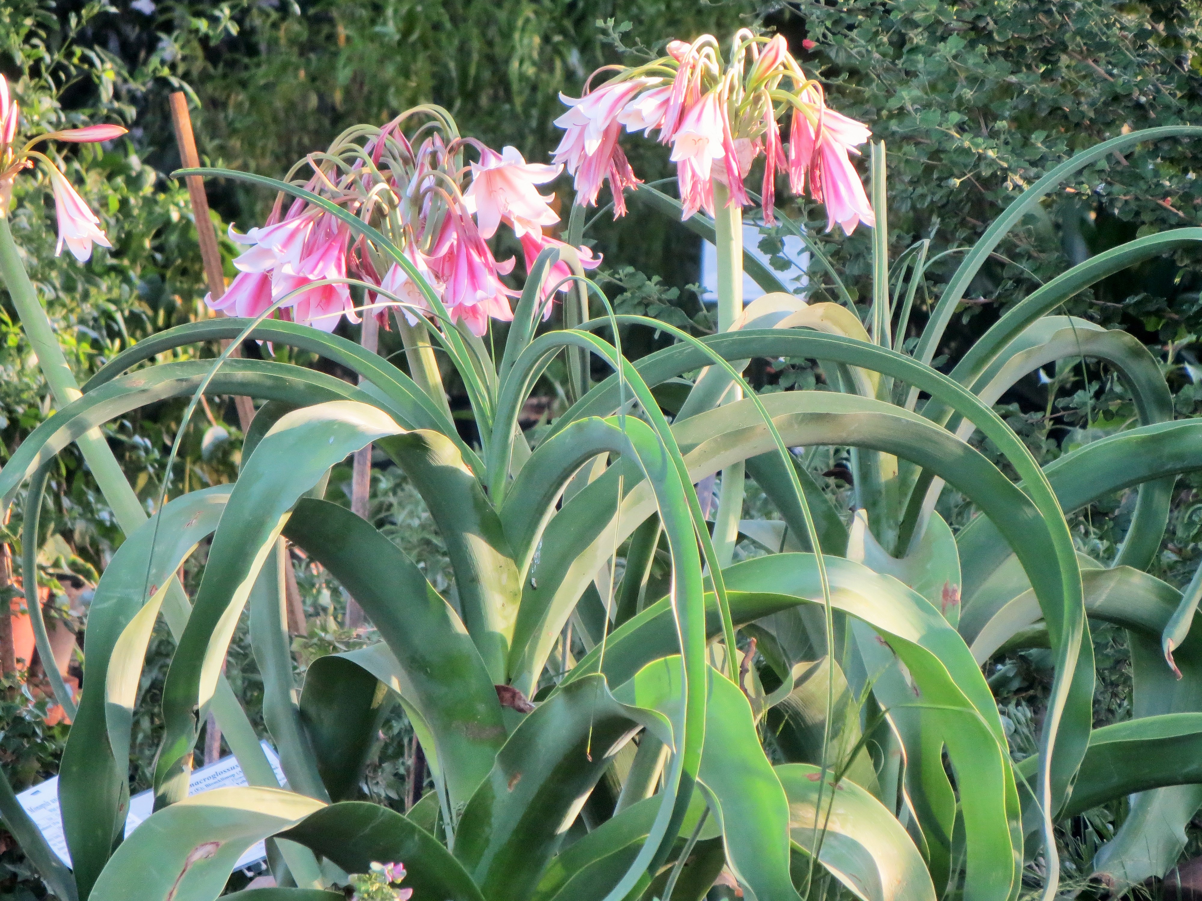 Crinum bulbispermum Orange River Lily Oranjerivierlelie Umduze Mototse