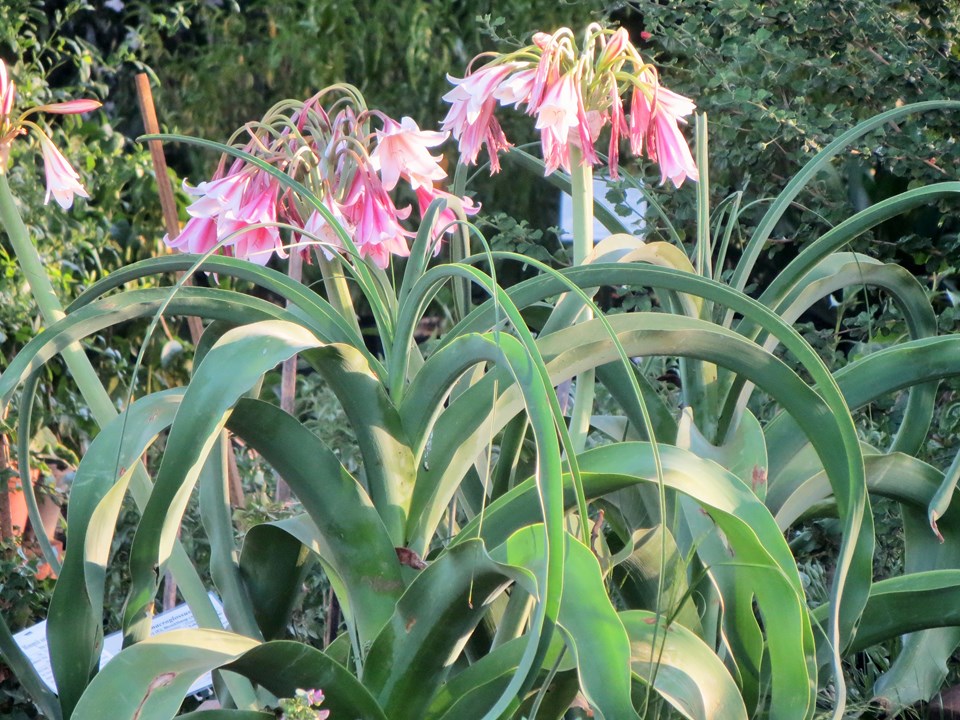 Crinum bulbispermum Orange River Lily Oranjerivierlelie Umduze Mototse