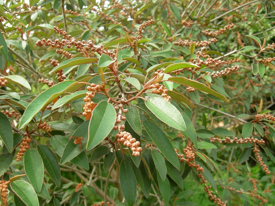 Croton gratissimus Lavender Fever Berry Laventelkoorsbessie mufhorola ...