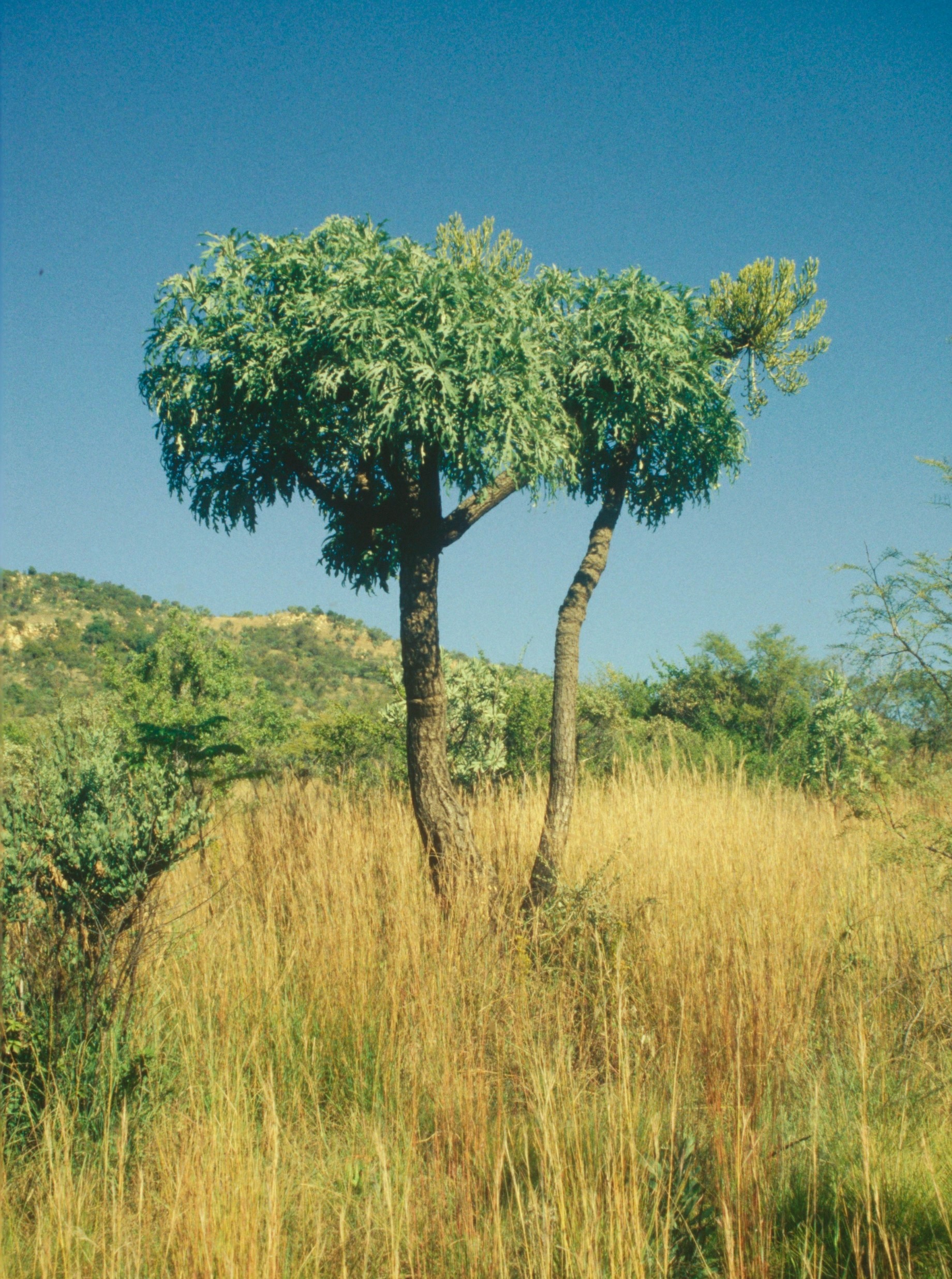 Cussonia paniculata Karoo Cabbage Tree Karookiepersol