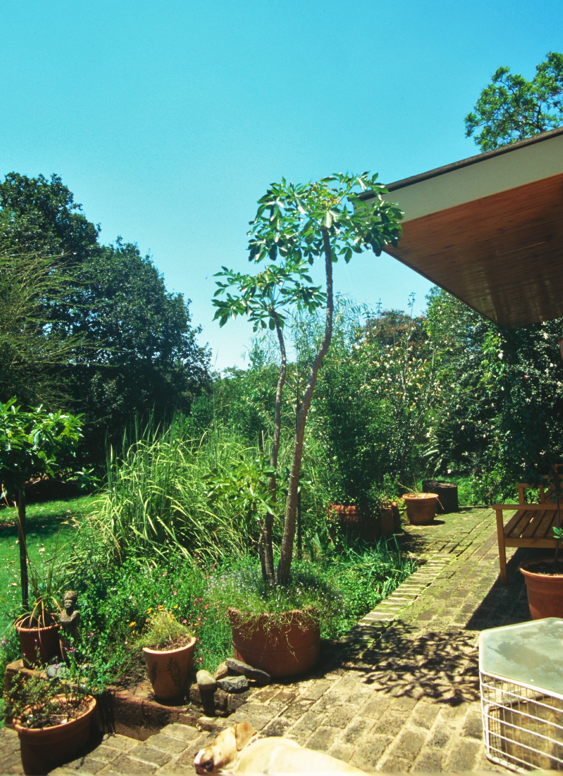 Cussonia spicata Cabbage Tree Kiepersol Musenzke Umsenge Umsenge