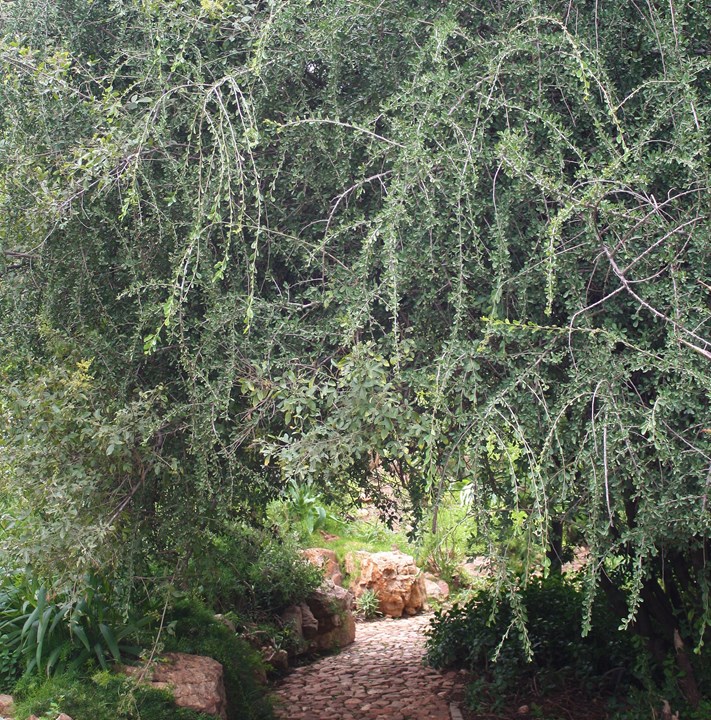 Ehretia rigida Puzzle Bush Deurmekaarbos mutepe morôbê umklele ...