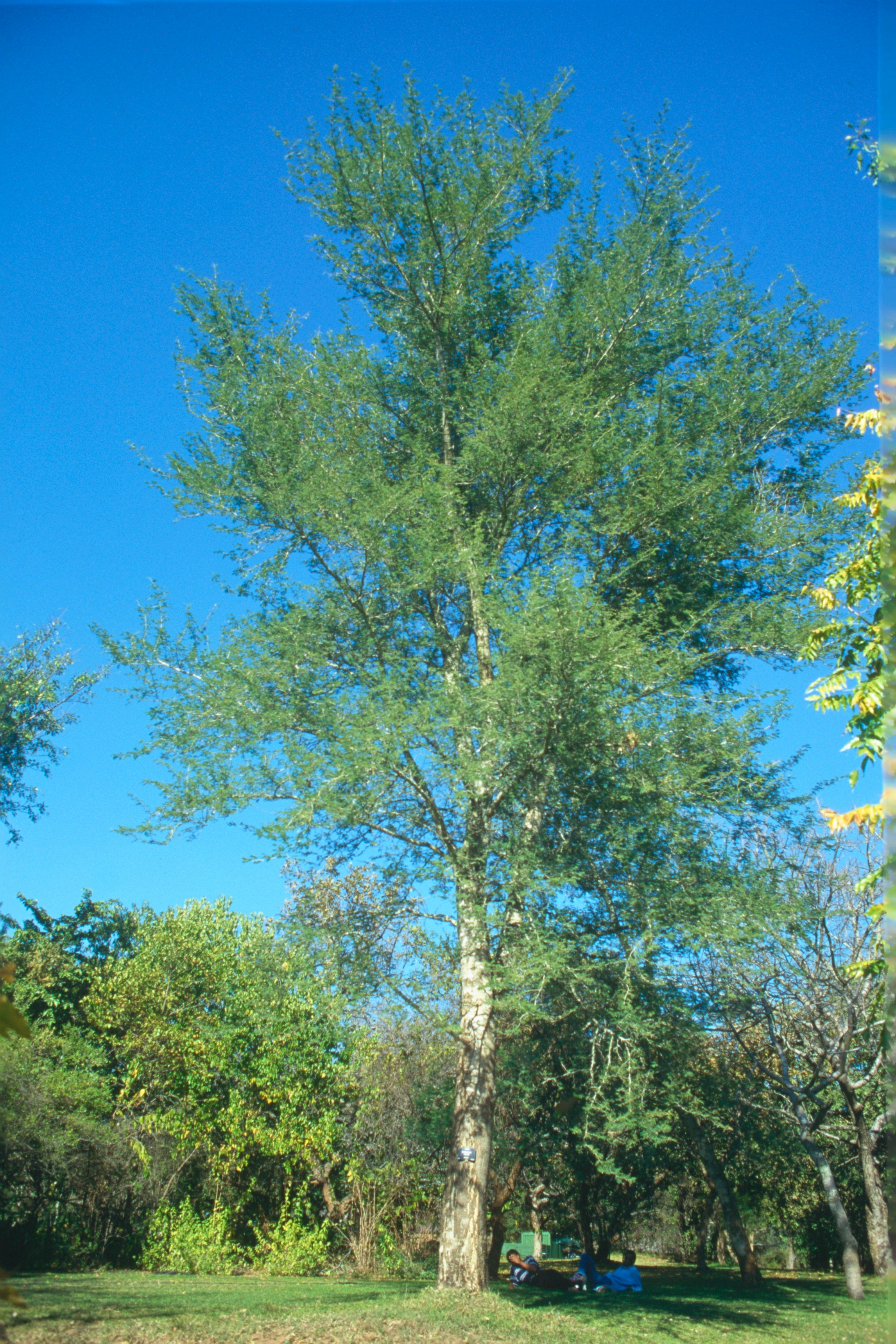 Faidherbia albida Anatree Anaboom Mogôkatau Muhoţo Umhlalankwazi