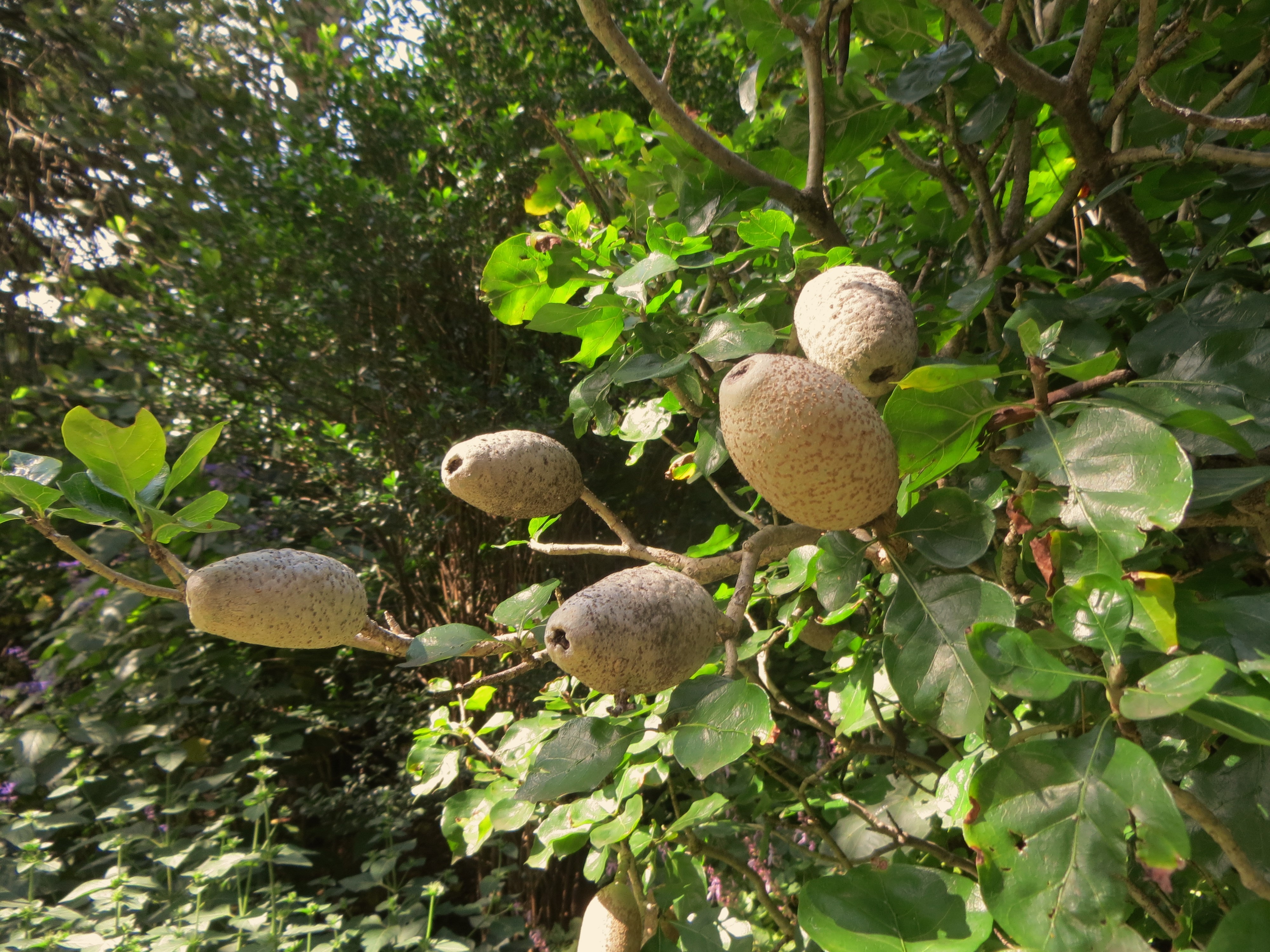 Gardenia thunbergia Witkatjiepiering, Buffelsbal, Kannetjieboom White ...