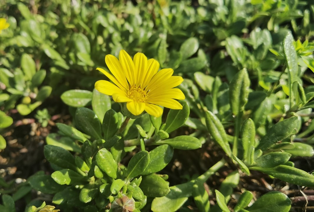 Gazania rigens uniflora Trailing Gazania Rankbotterblom
