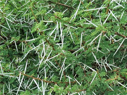 Retail Indigenous Plant Nursery